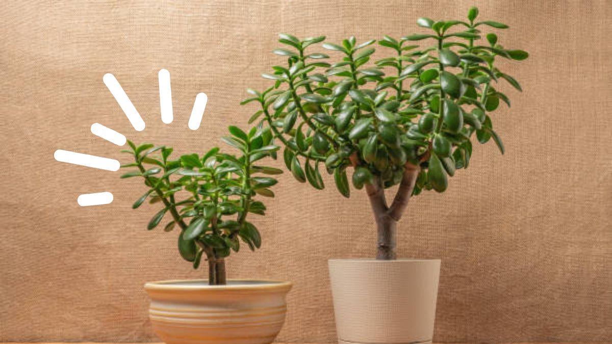 Esto es lo que debes hacer para activar tu árbol de jade y atraer ...