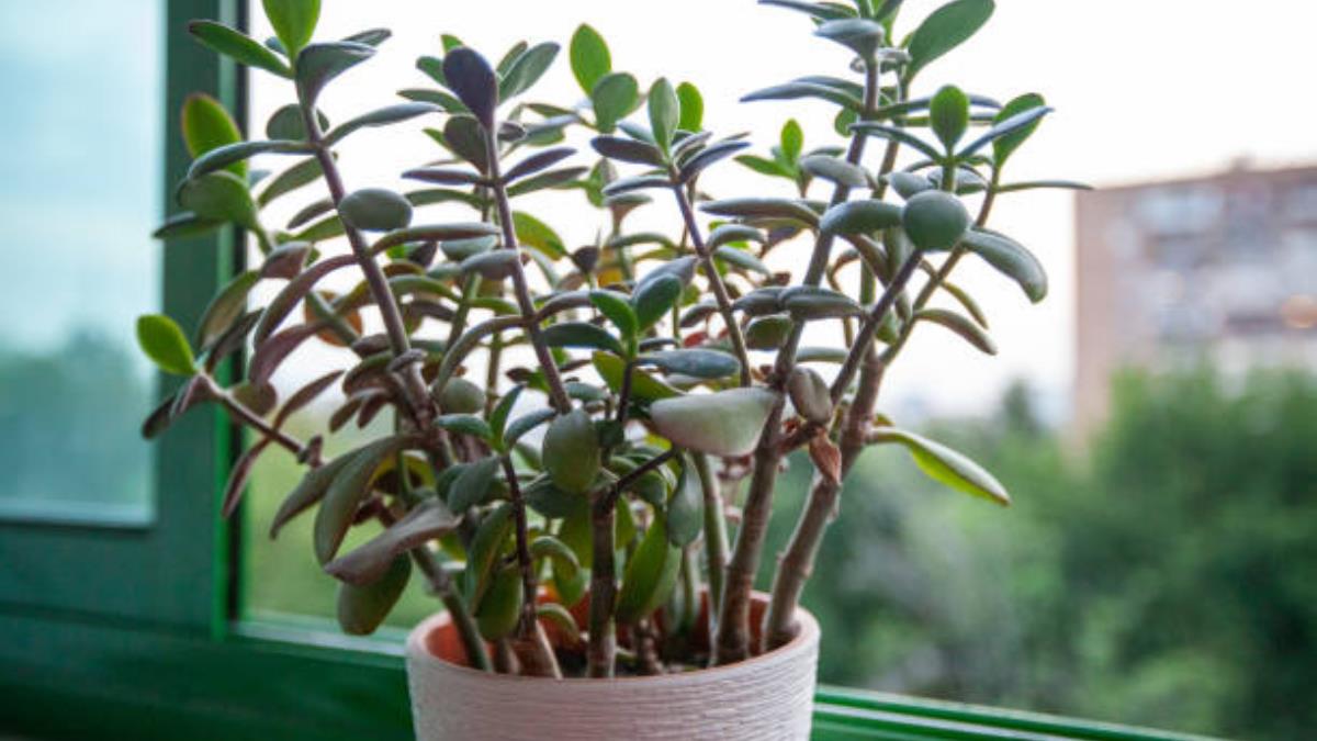 El truco de jardinería que revitaliza tu árbol de jade durante el ...