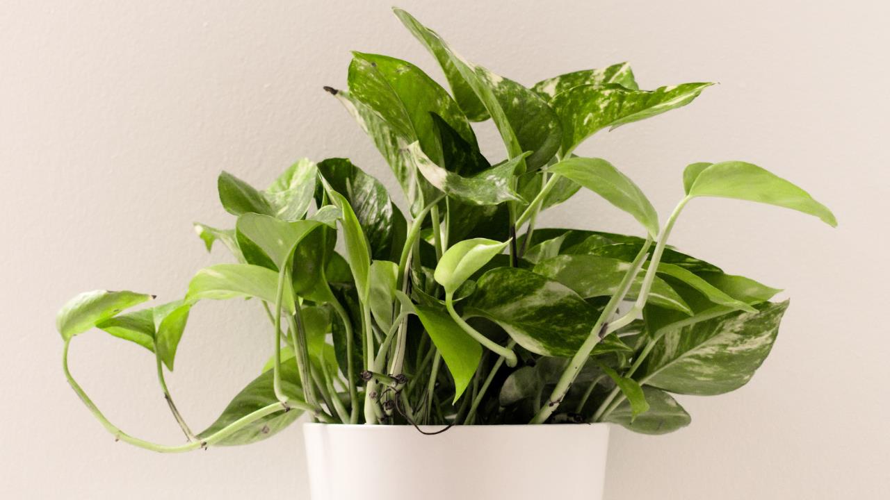 Las razones por las que debes tener un Potus en casa, según expertos ...