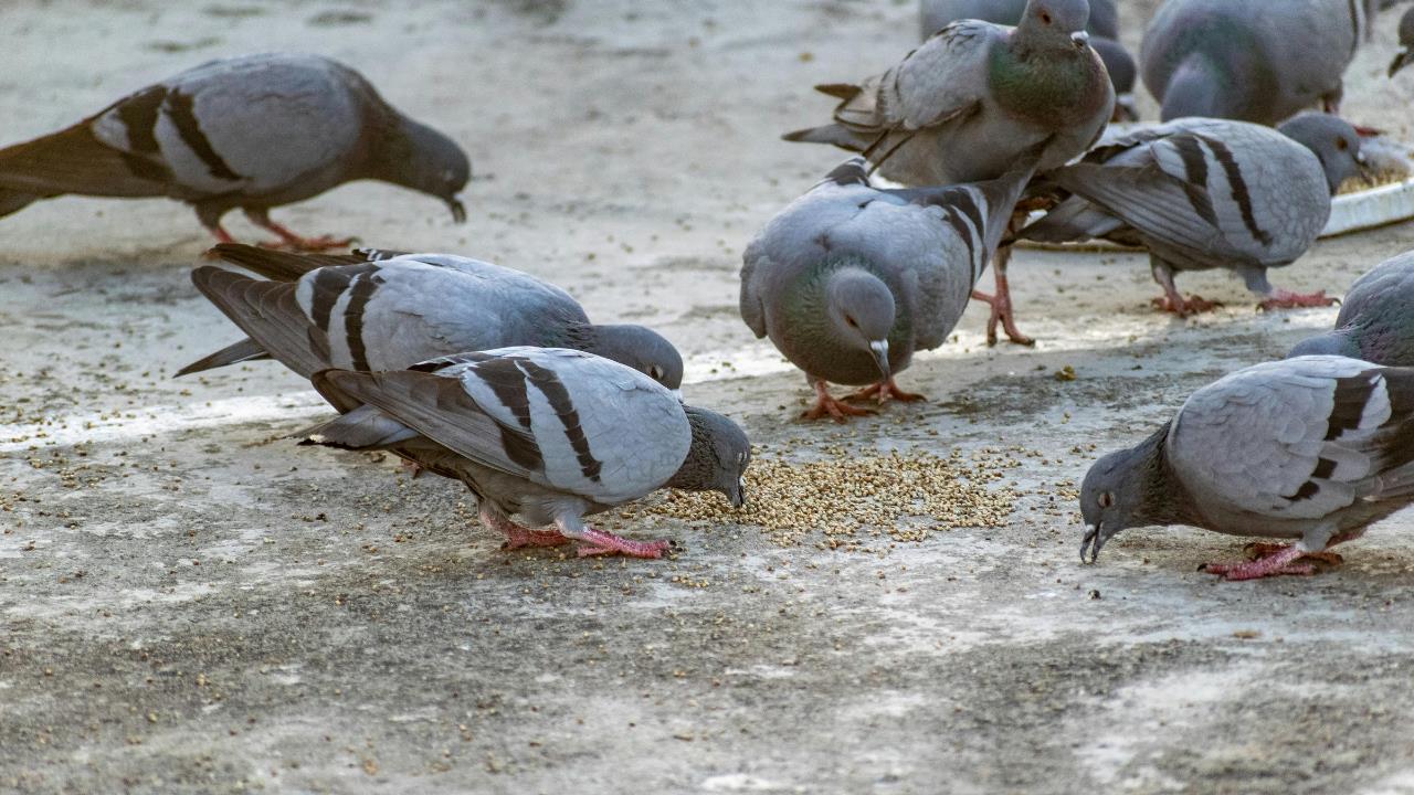 Pocos lo saben: el truco para alejar las palomas de tu terraza o jardín ...