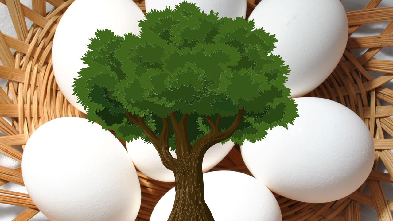 El árbol milenario que pone huevos para reproducirse y es considerado ...