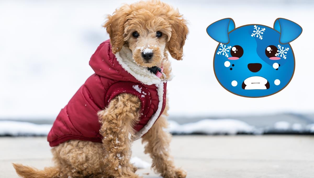 Los 3 síntomas para descubrir en forma rápida si tu perro tiene frío ...